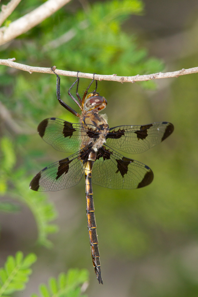 Prince Baskettail (Odonatos del Noreste de México) · iNaturalist Mexico