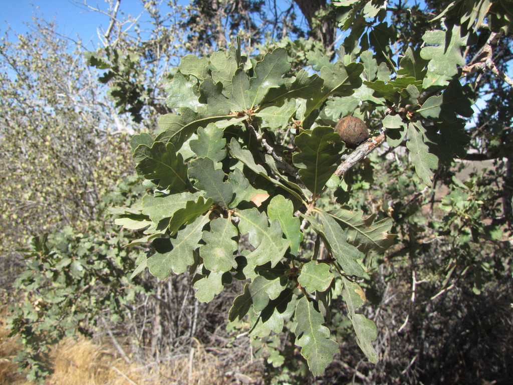 blue oak from Angeles National Forest, CA, USA on October 11, 2018 by ...