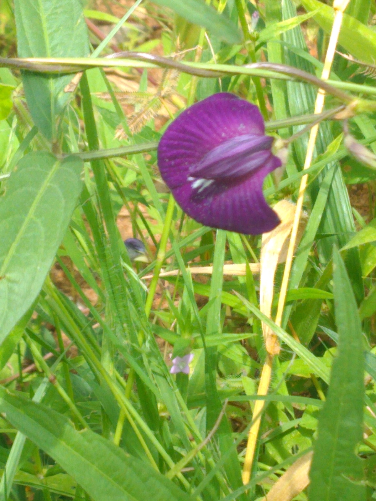 Centrosema brasilianum (L.) Benth.