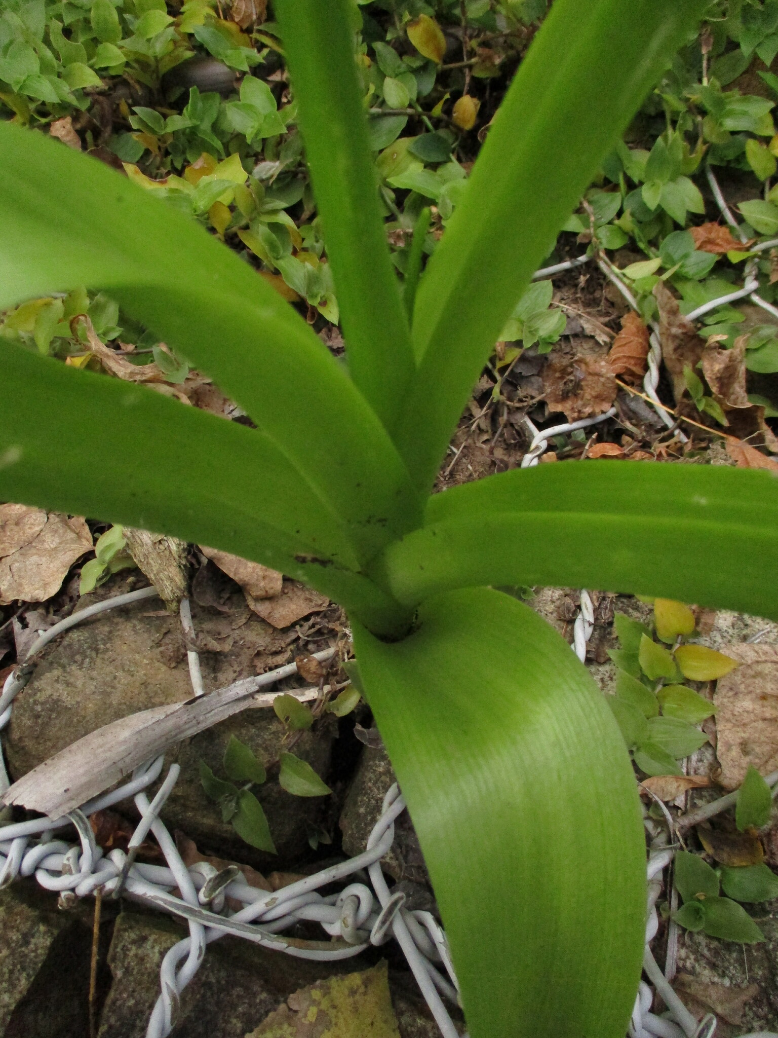 Albuca bracteata (Thunb.) J.C.Manning & Goldblatt