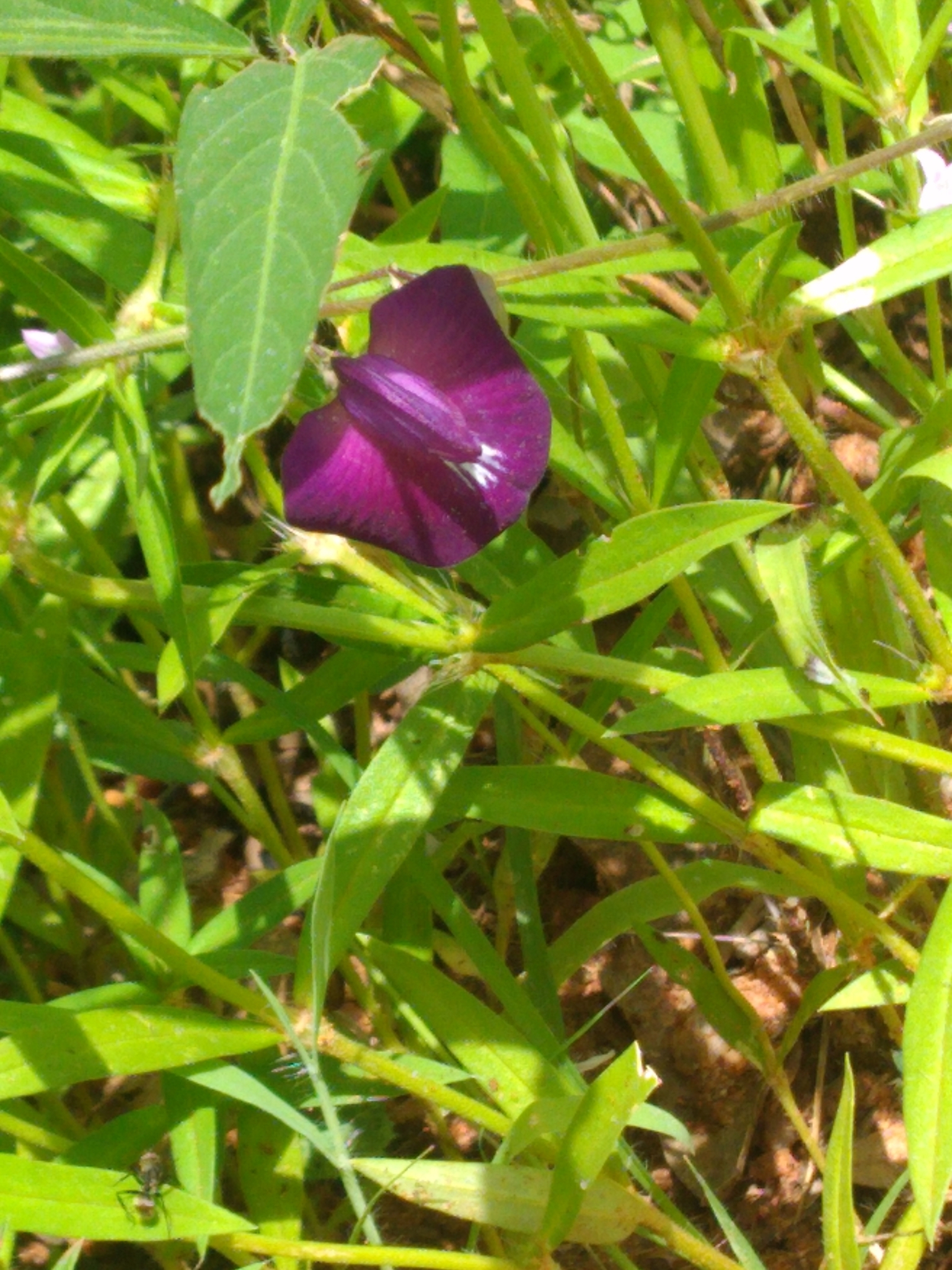 Centrosema brasilianum (L.) Benth.