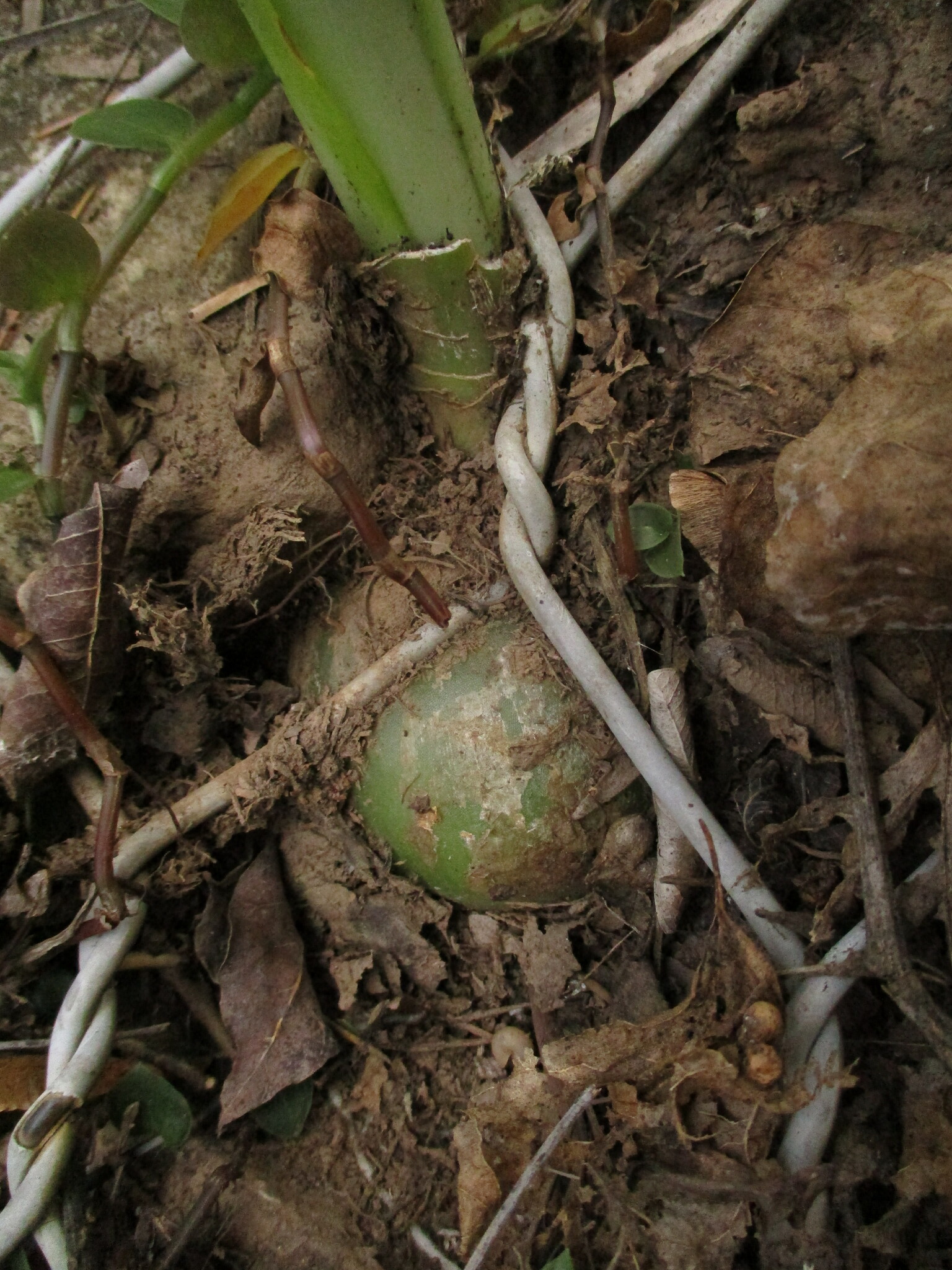 Albuca bracteata (Thunb.) J.C.Manning & Goldblatt
