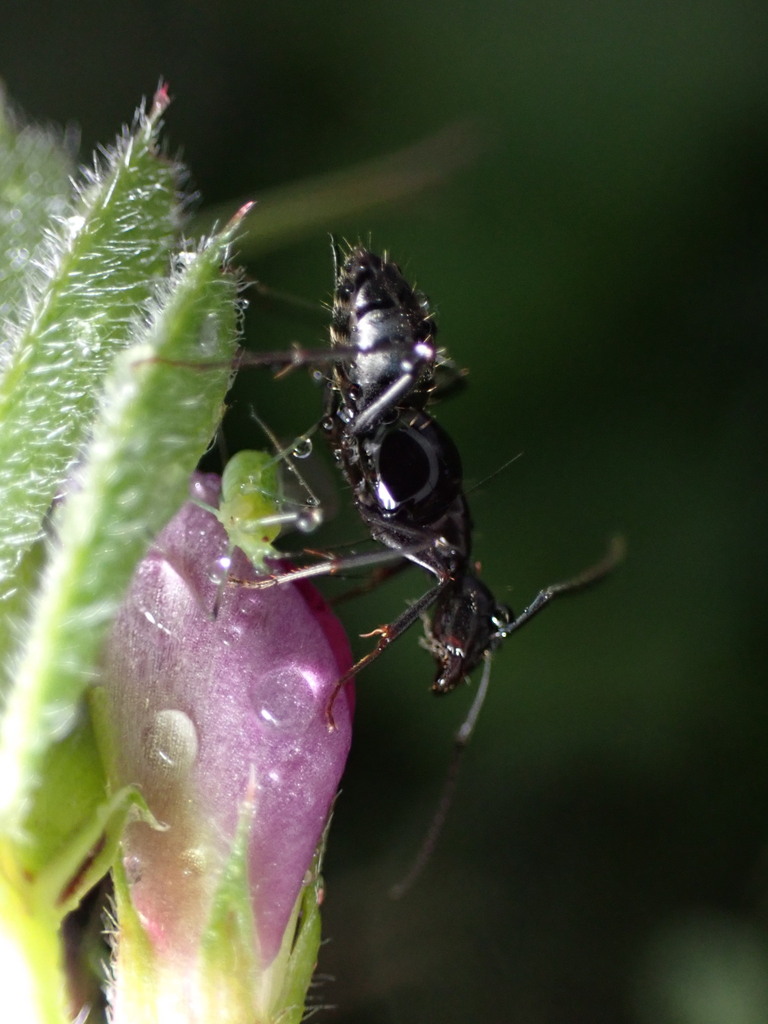 Japanese Carpenter Ant from Kokuraminami Ward, Kitakyushu, Fukuoka ...