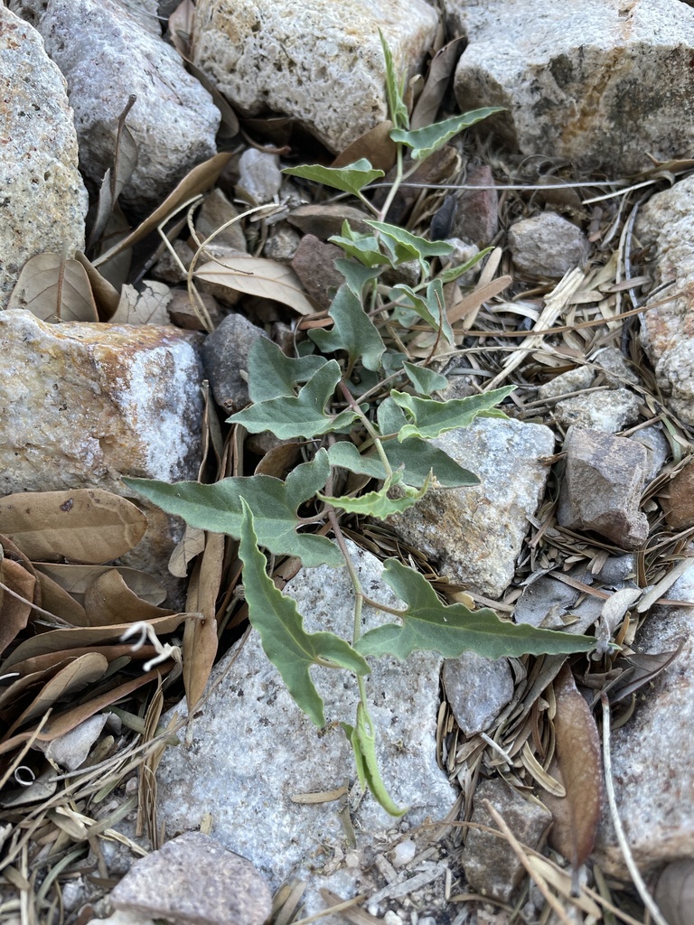 southwestern pipevine from E Valencia Rd, Tucson, AZ, US on April 19 ...