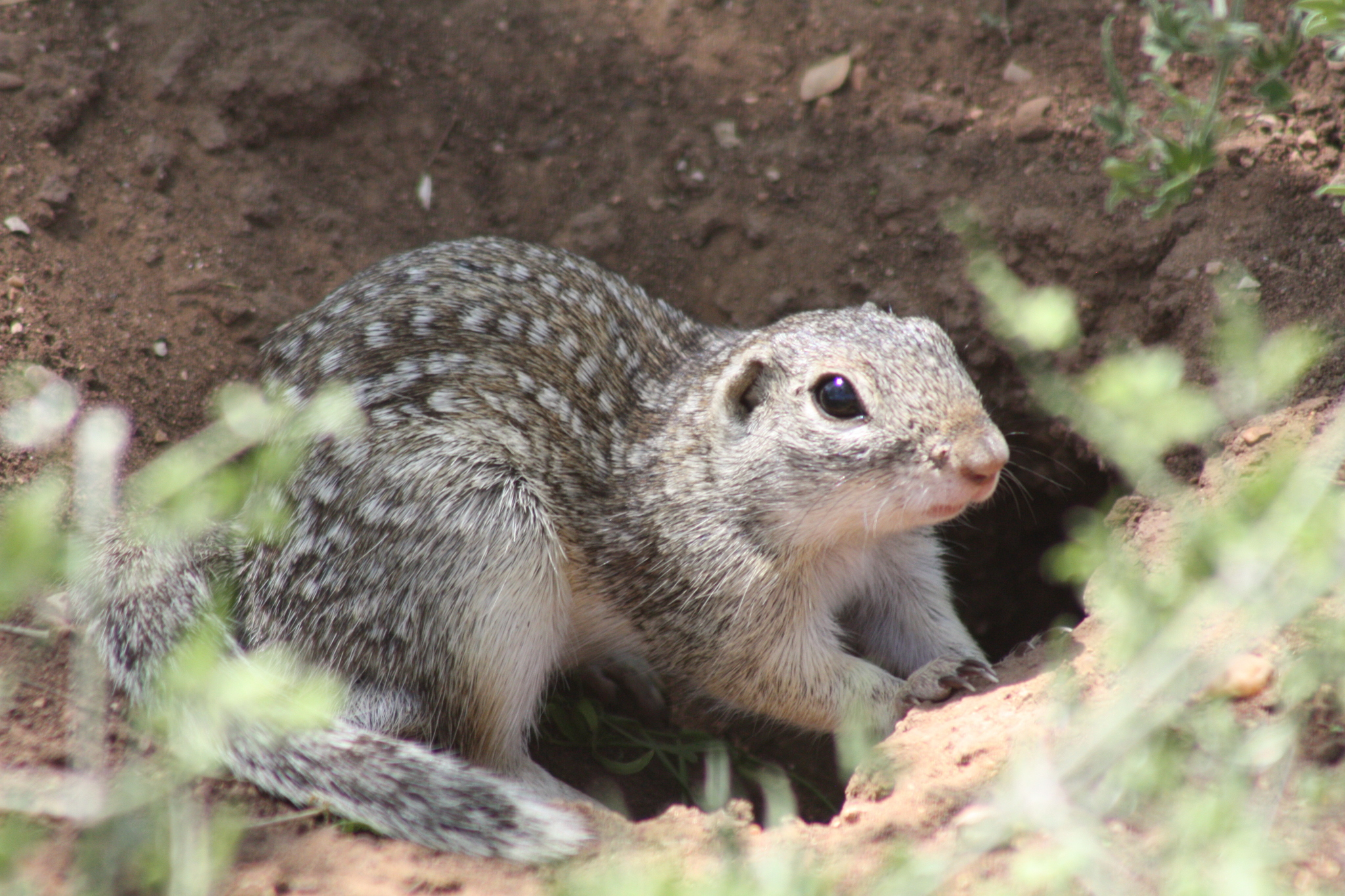 Ictidomys parvidens (Mearns, 1896)
