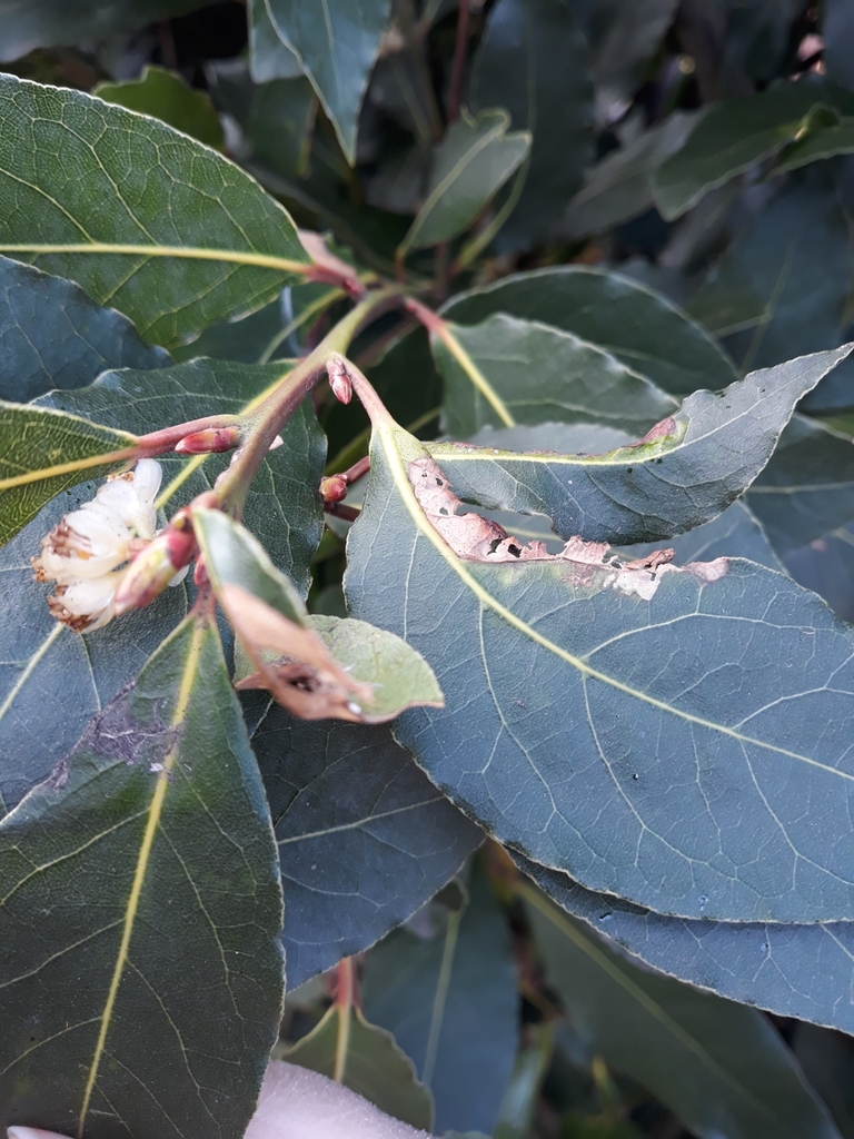 Bay Sucker from Uxbridge UB8, UK on April 19, 2023 at 03:18 PM by ...