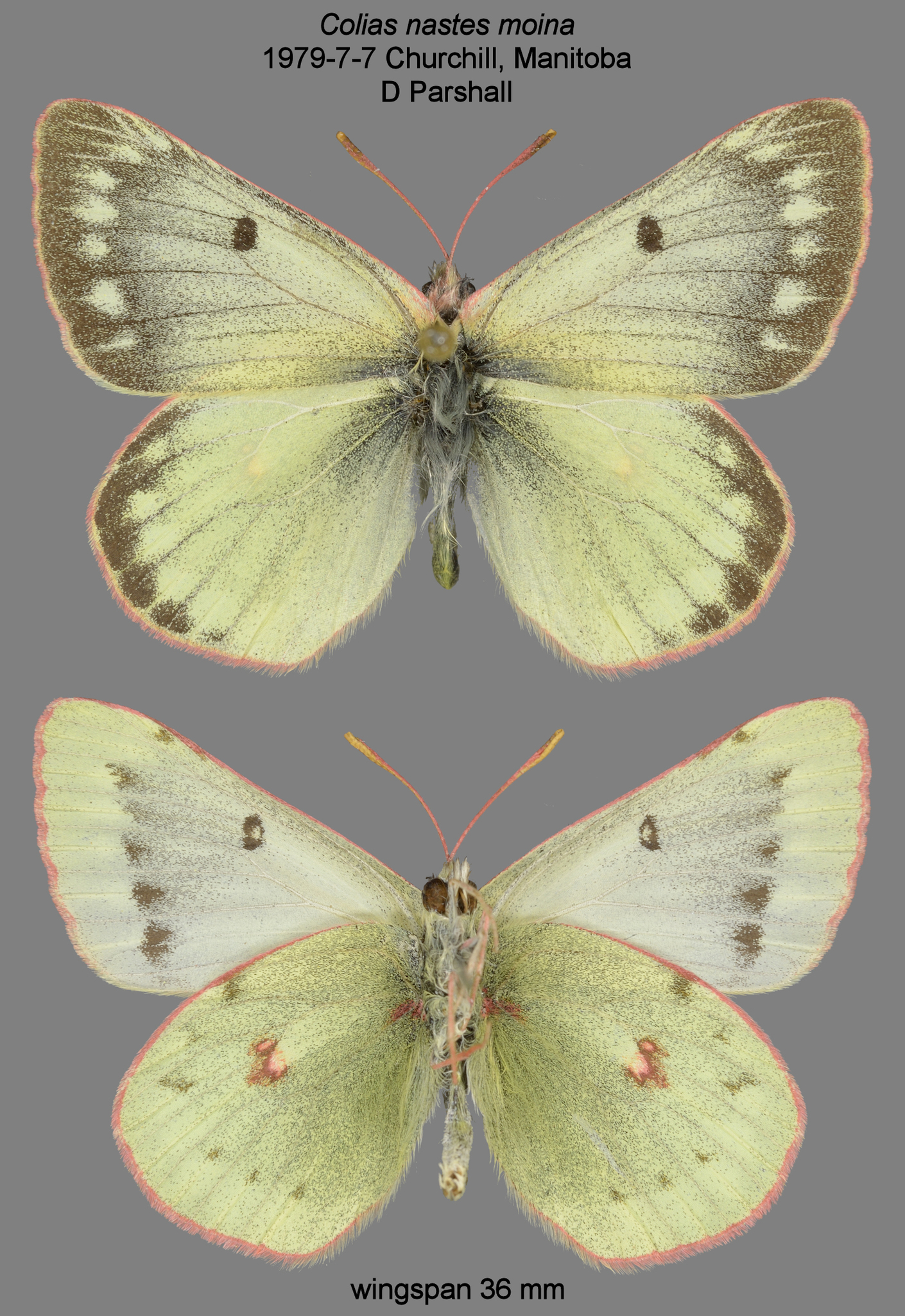 Colias nastes moina Strecker, 1880