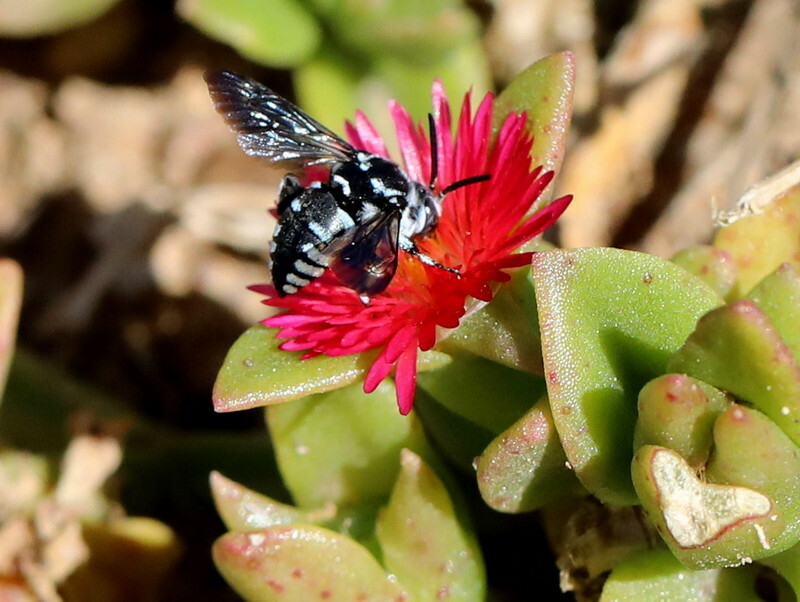 Thyreus calceatus (Vachal, 1903)