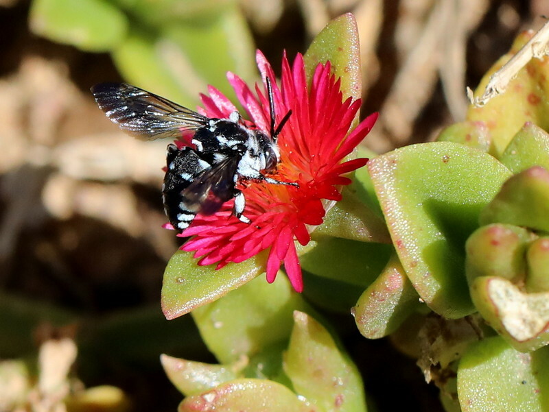 Thyreus calceatus (Vachal, 1903)