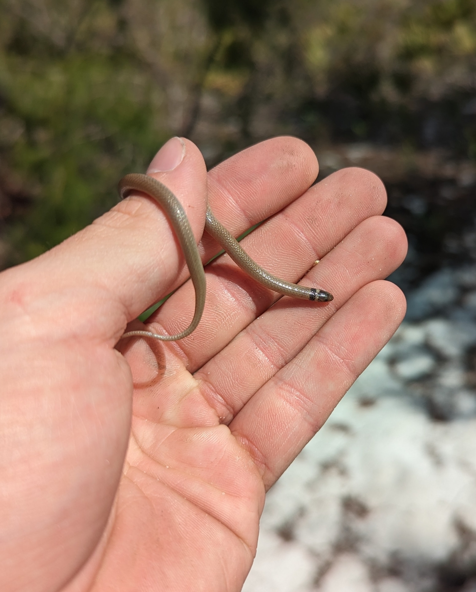 Tantilla relicta Telford, 1966