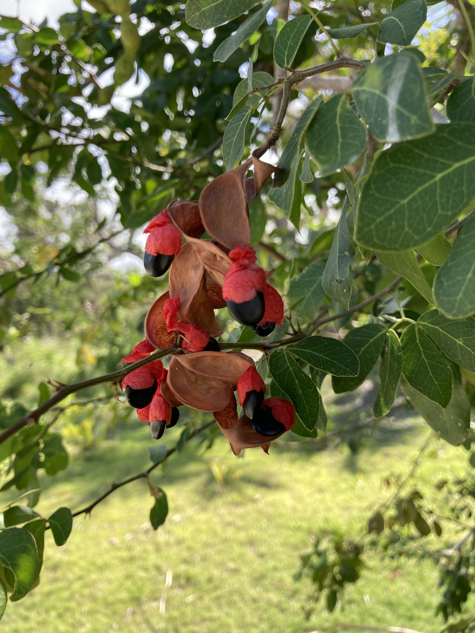 Pithecellobium unguis-cati (L.) Benth.