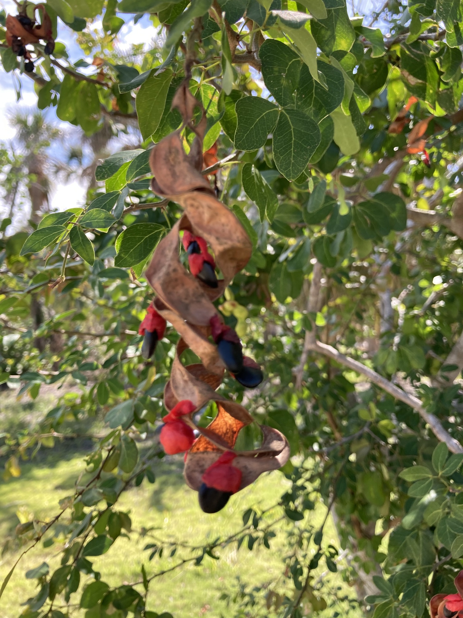 Pithecellobium unguis-cati (L.) Benth.