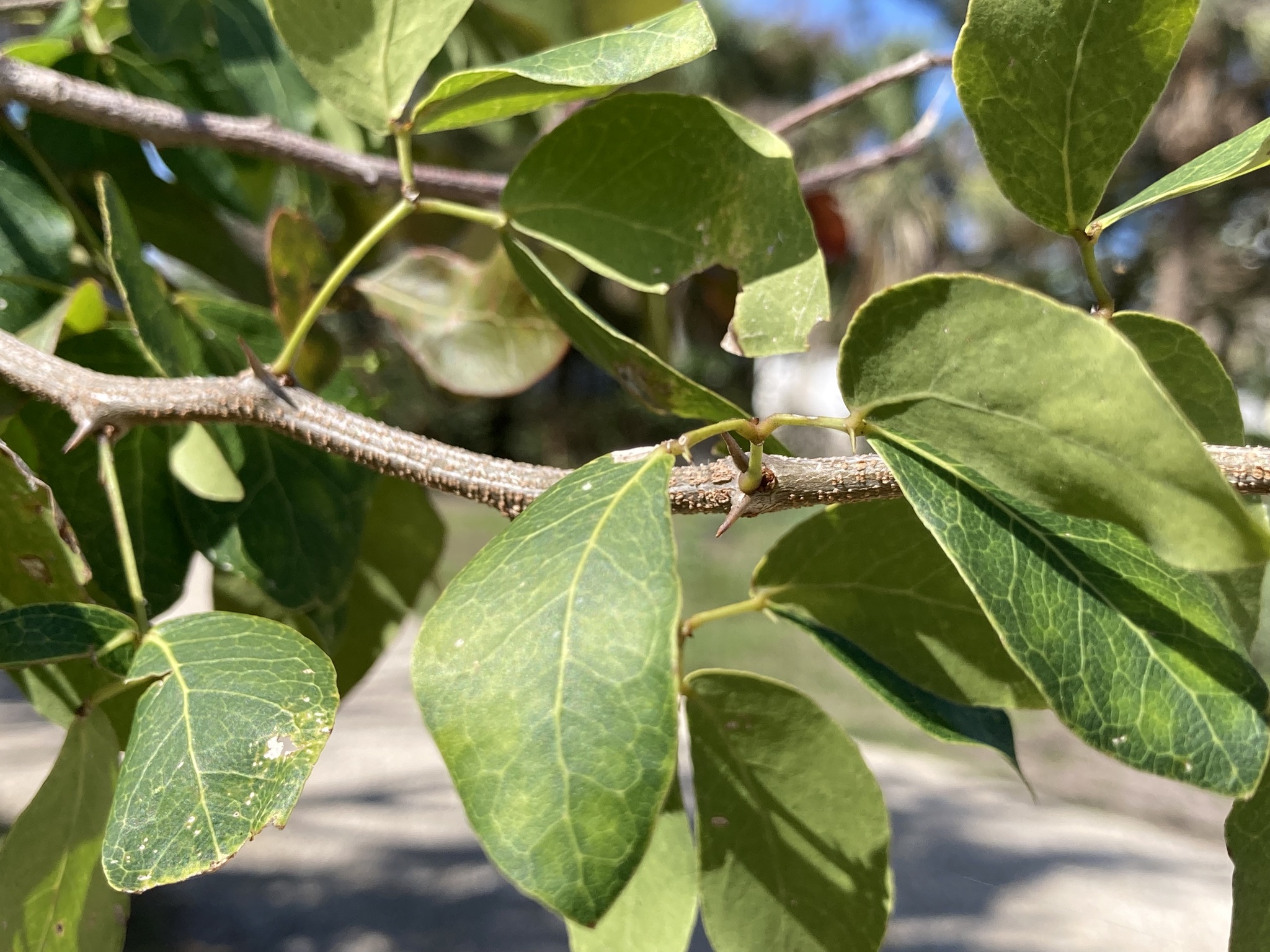 Pithecellobium unguis-cati (L.) Benth.
