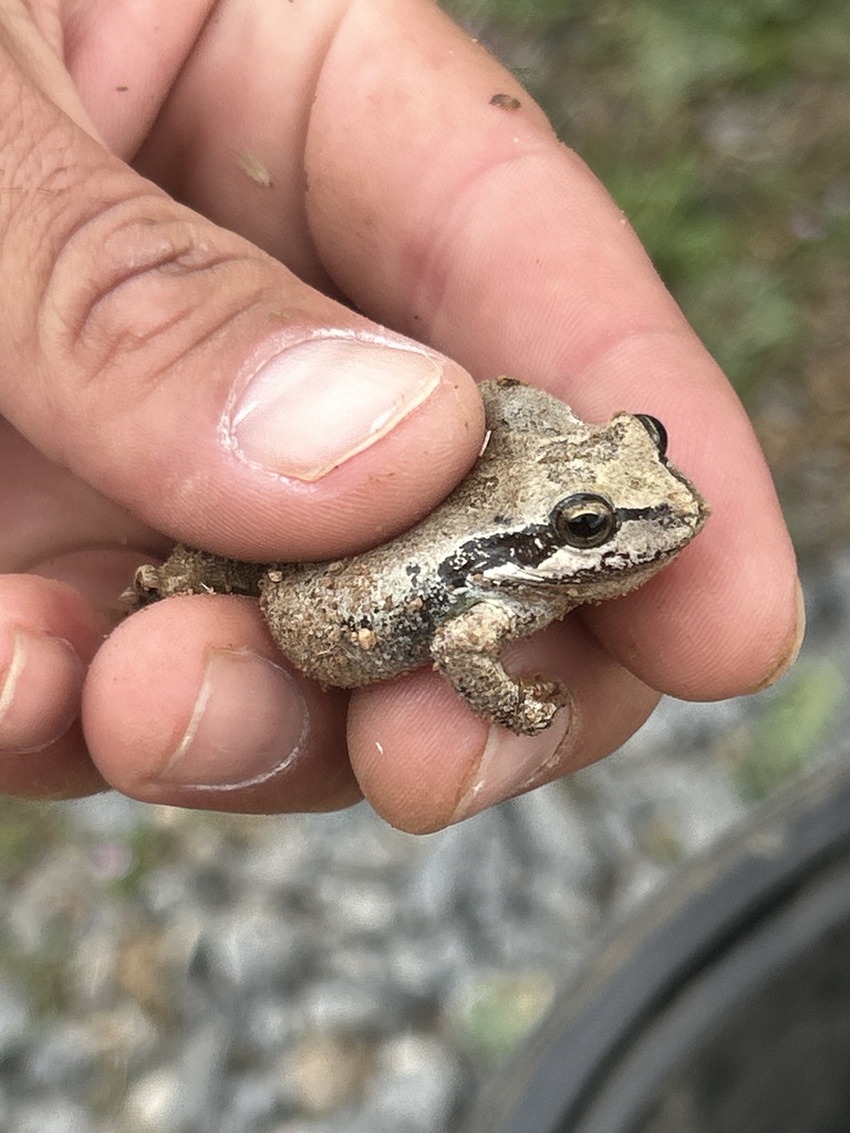 Baja California Tree Frog from Stallion Dr, Oceanside, CA, US on April ...
