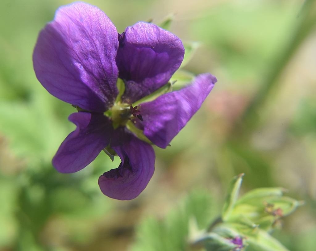 Texas stork's bill from West Meadowbrook, Fort Worth, TX, USA on April ...