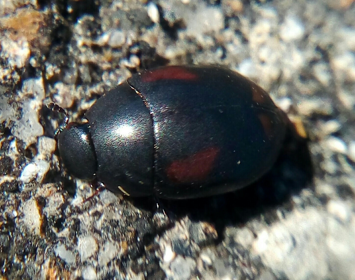 Sphaeridium scarabaeoides (Linnaeus, 1758)