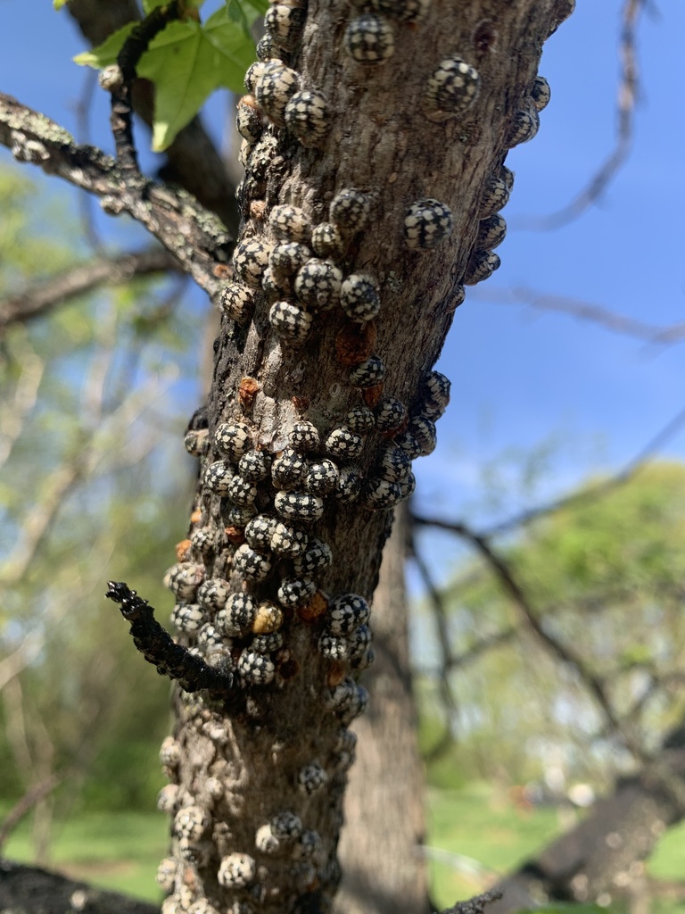 calico scale from The Arboretum State Botanical Garden of Kentucky ...