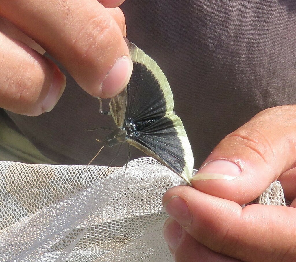 Carolina Grasshopper from 112 VT-106, North Springfield, VT 05150 ...