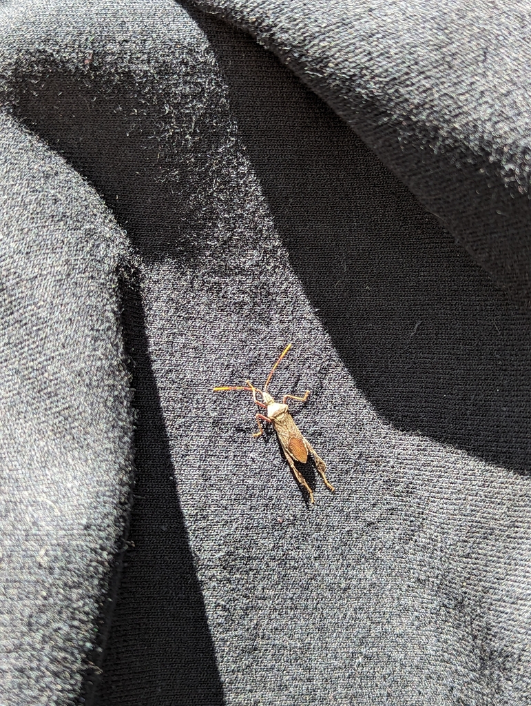 Northern Leaf-footed Bug from Chatham, NJ 07928, USA on April 19, 2023 ...