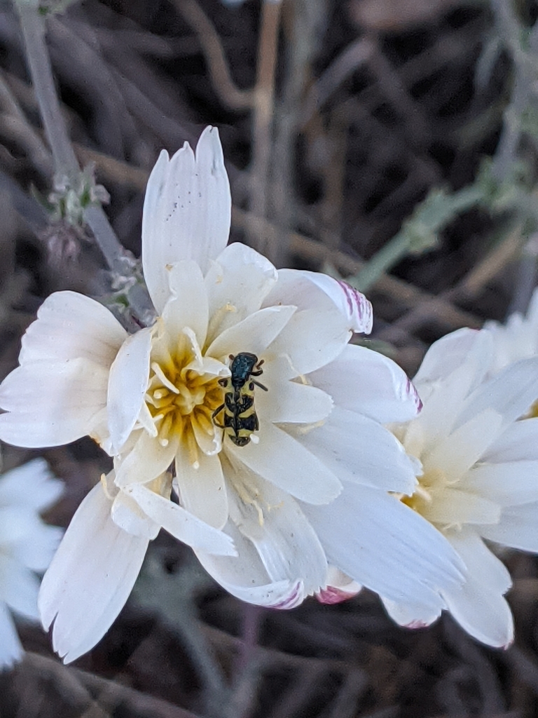 white tack-stem from Oro Valley, AZ 85737, USA on April 10, 2023 at 07: ...