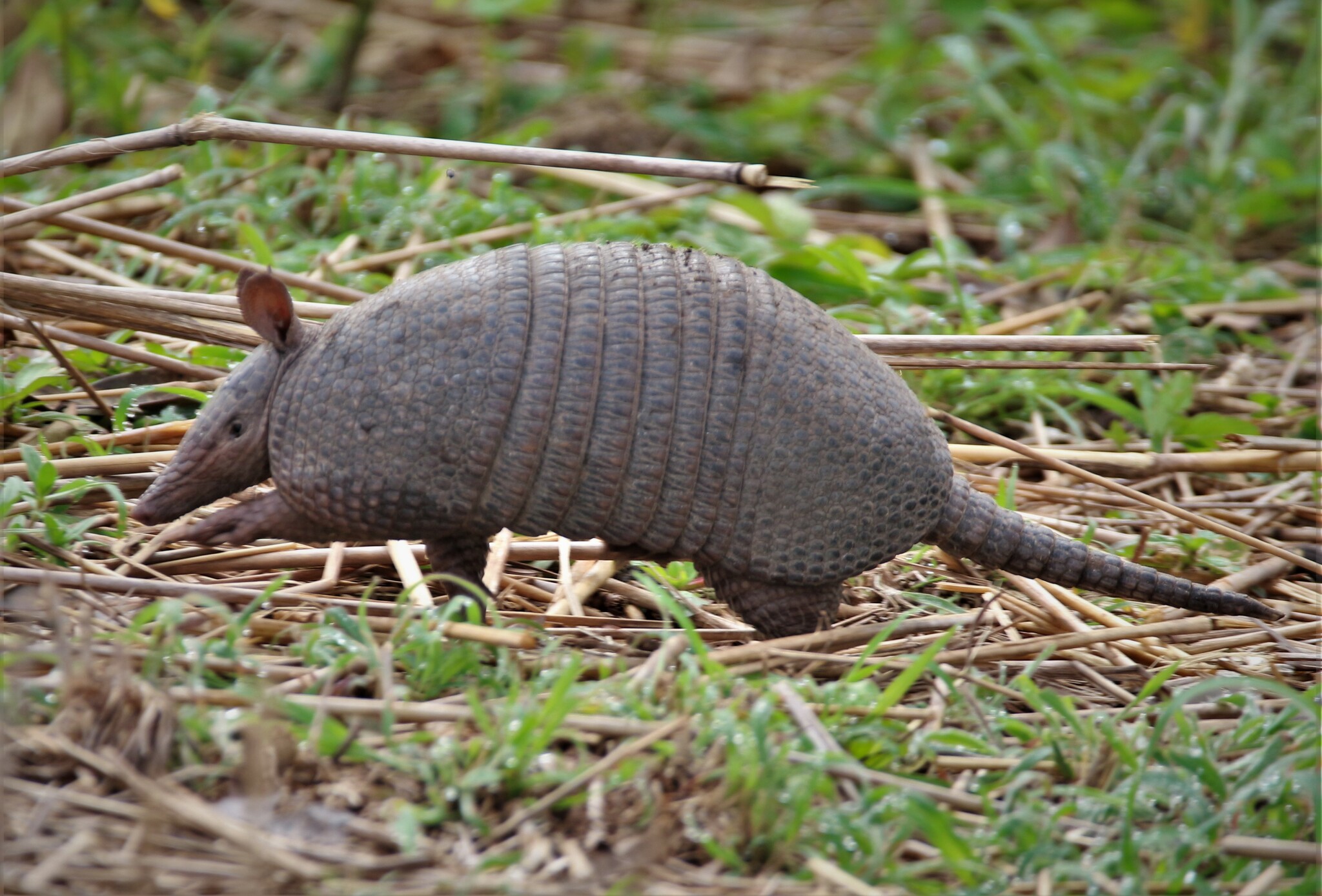 Dasypus septemcinctus Linnaeus, 1758