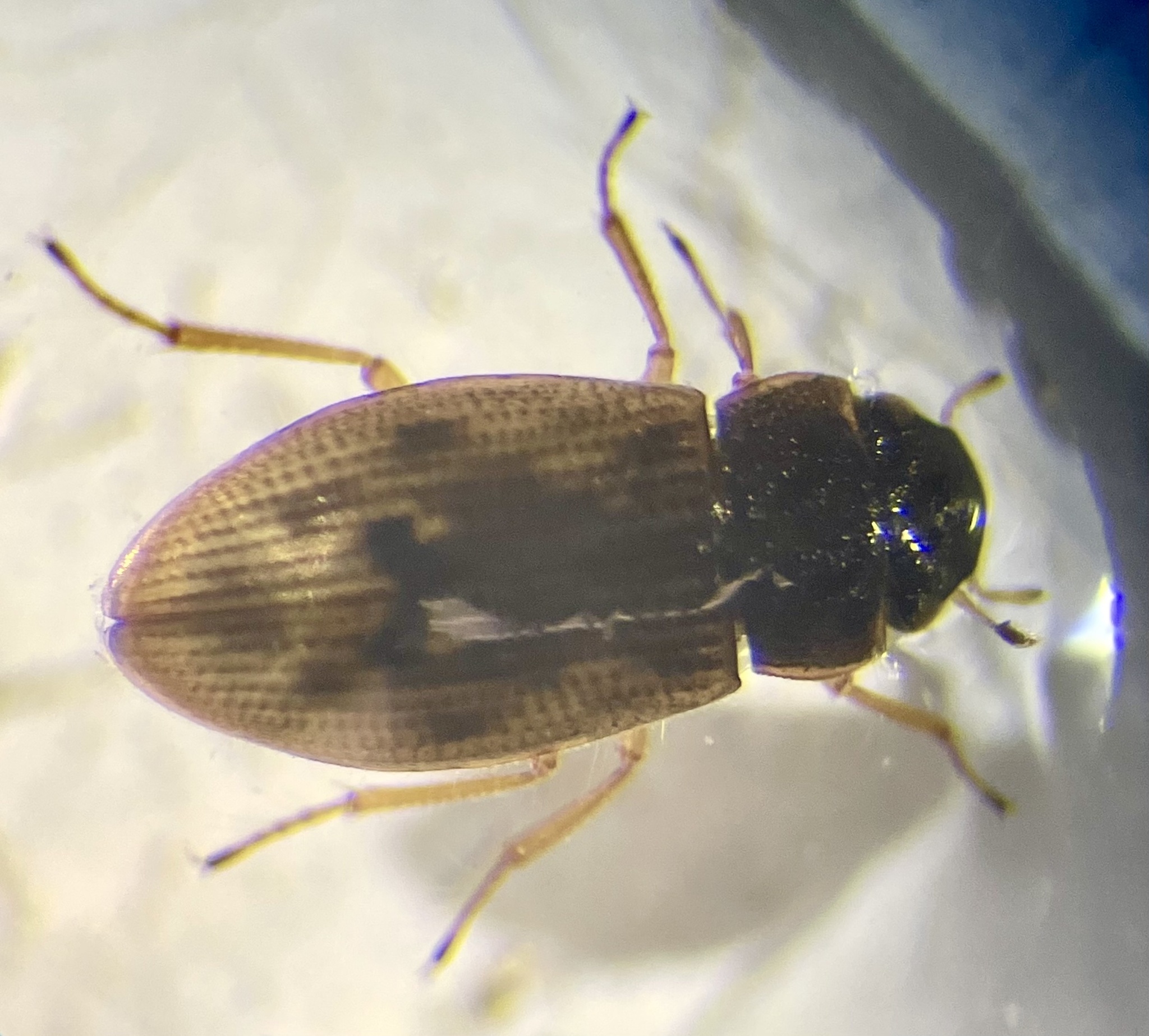 Helophoridae