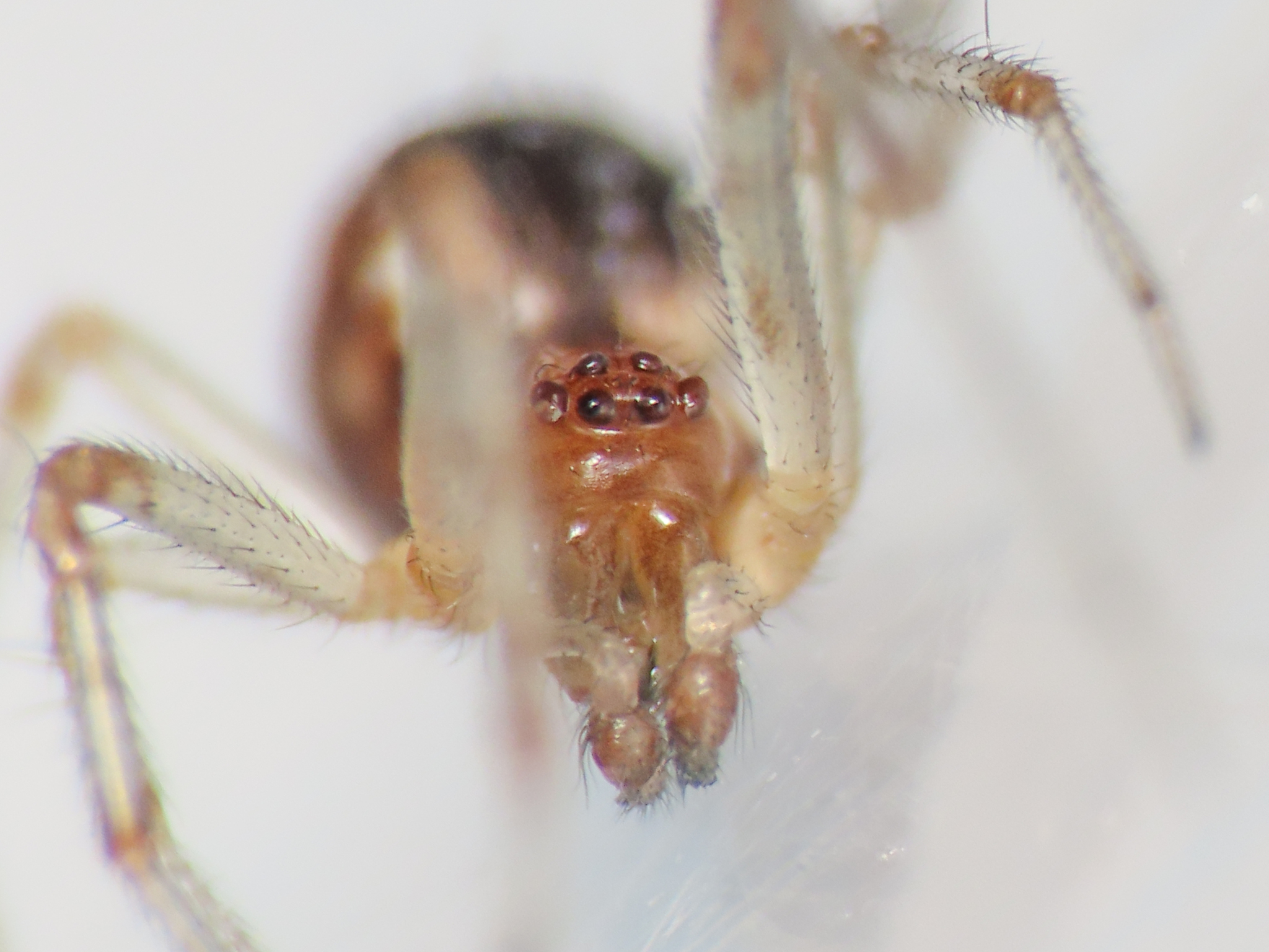 Simitidion simile (C.L.Koch, 1836)