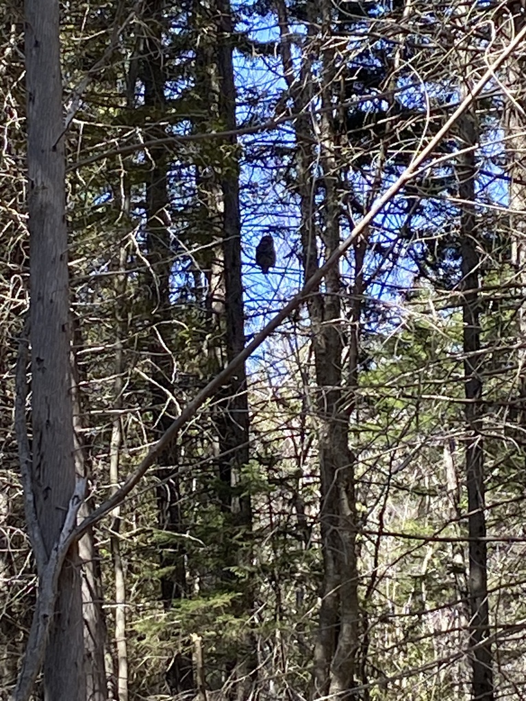 Typical Owls from Rockwood Park Campground, Saint John, NB, CA on April ...