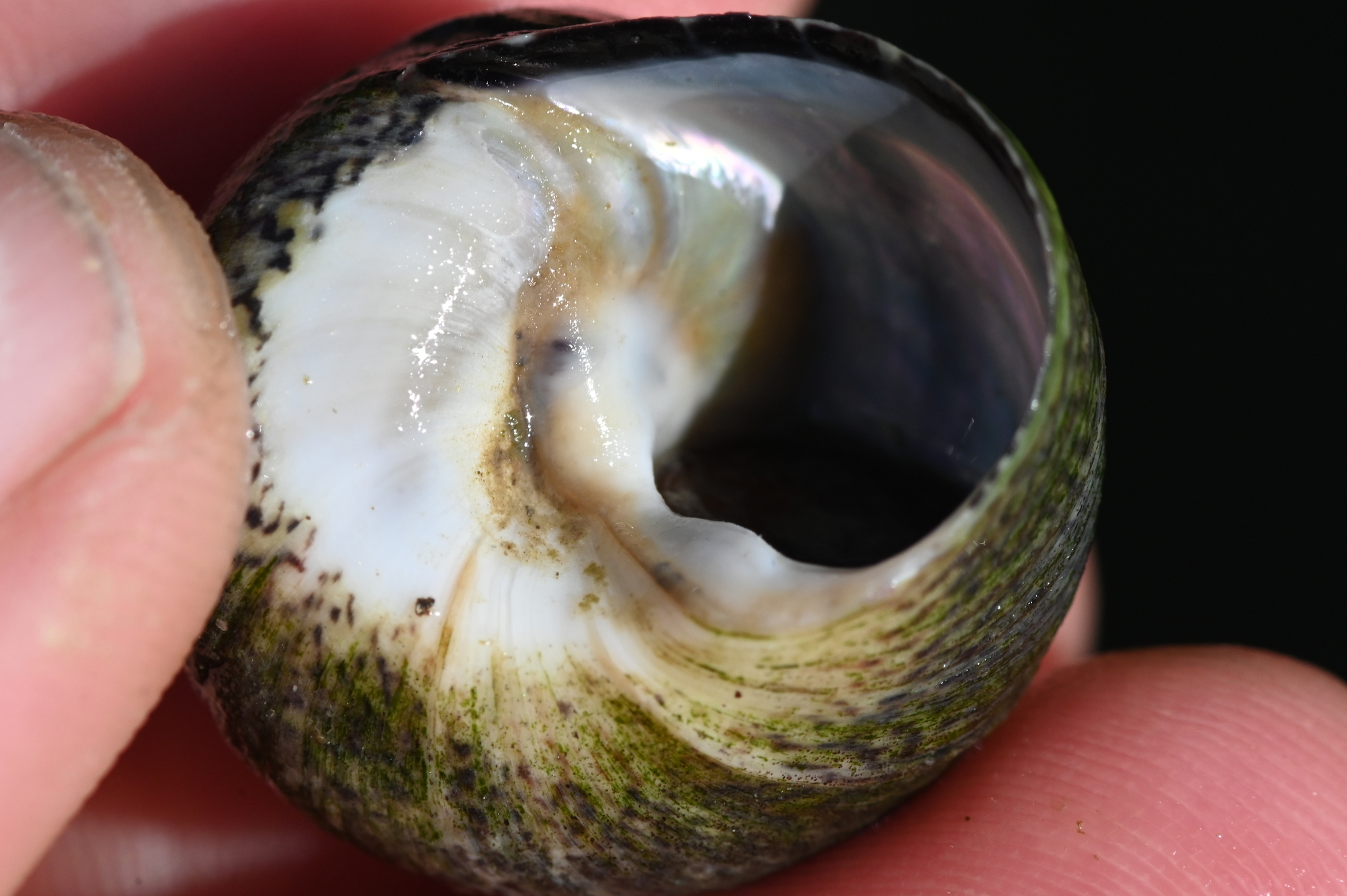 Phorcus lineatus (da Costa, 1778)