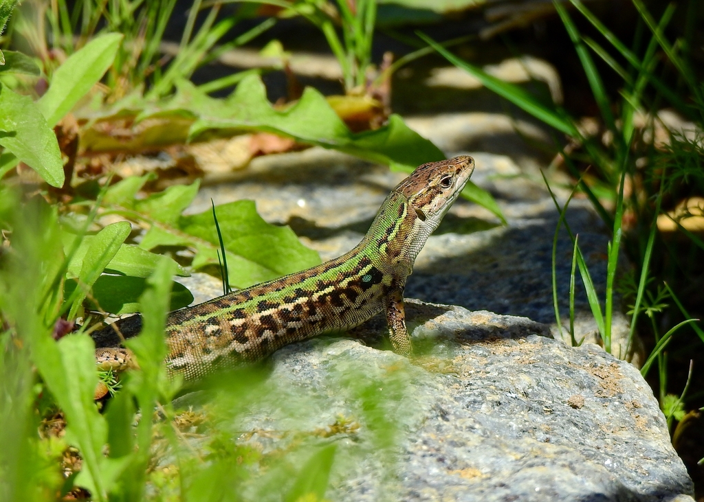 Northern Italian Wall Lizard from Lisboa, Portugal on April 19, 2023 at ...