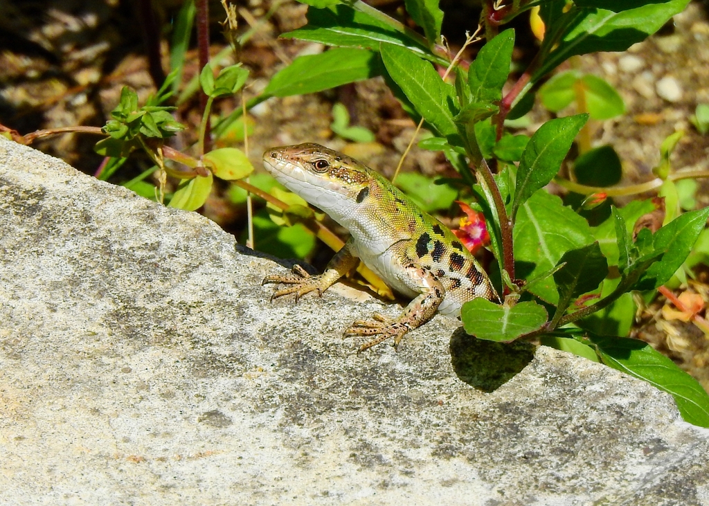 Northern Italian Wall Lizard from Lisboa, Portugal on April 19, 2023 at ...