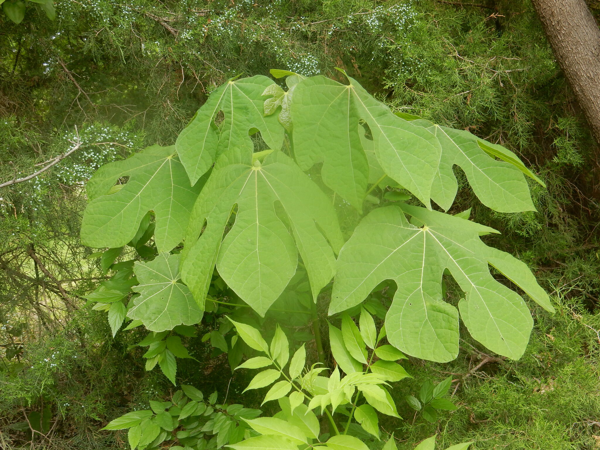 Firmiana simplex (L.) W.Wight