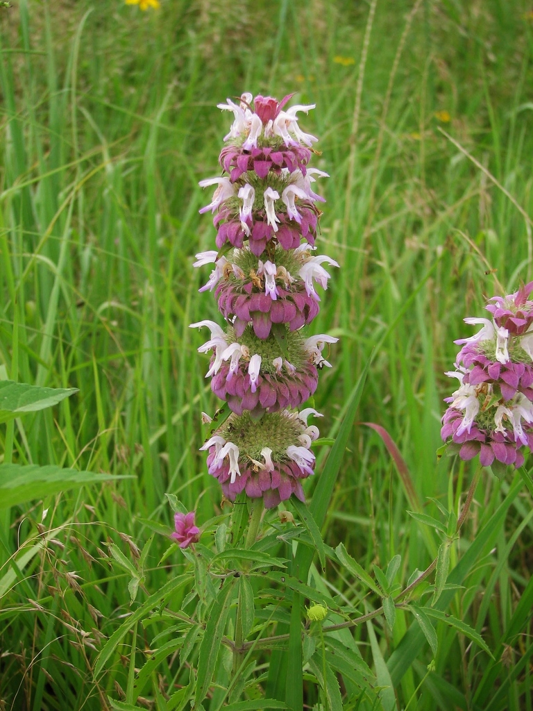 lemon beebalm (Nash Prairie Plants List) · iNaturalist