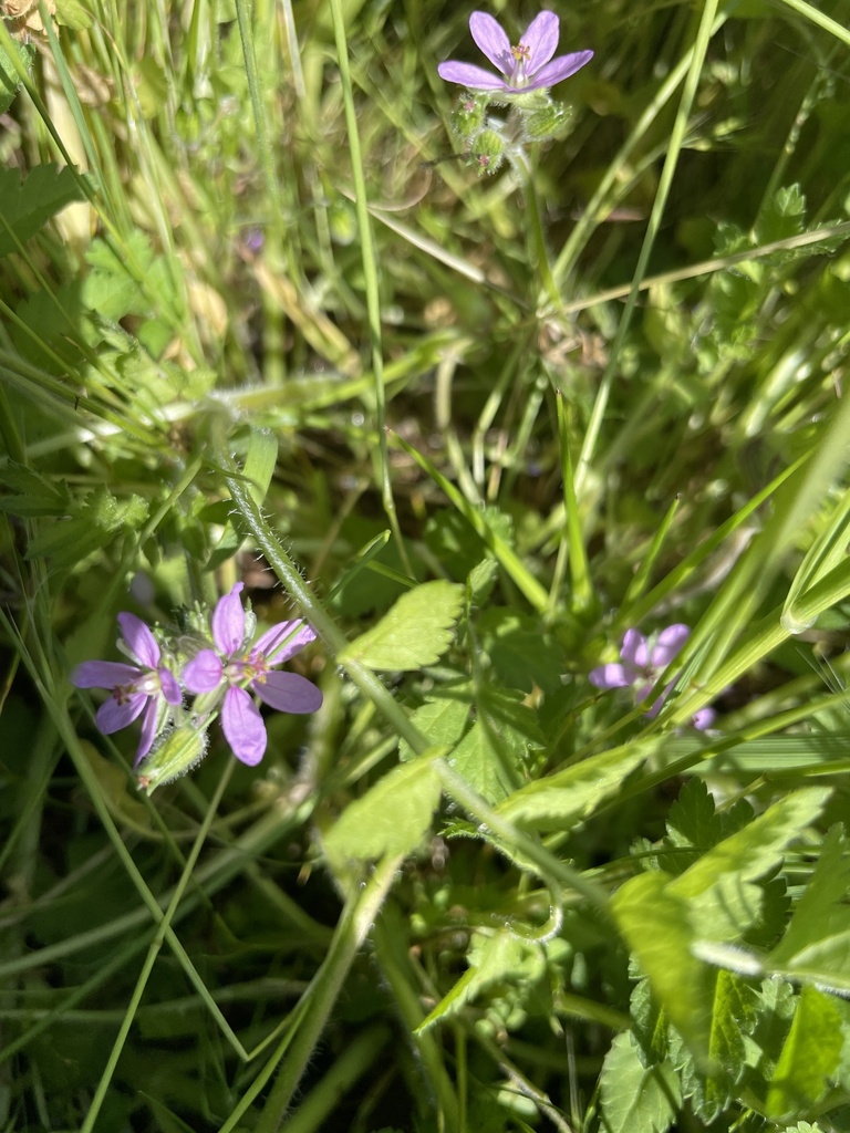musk stork's-bill from Mt. Davidson Park, San Francisco, CA, US on ...