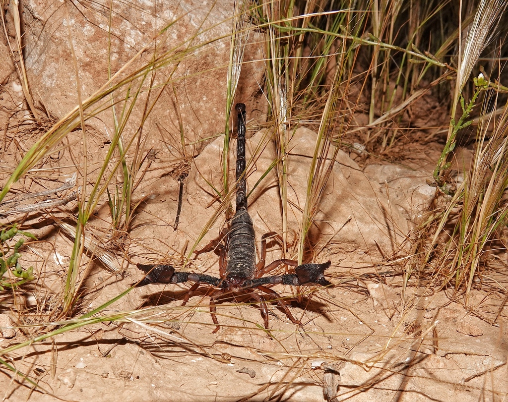 Jericho Scorpion from Sde Boker, Israel on April 18, 2023 at 08:19 PM ...