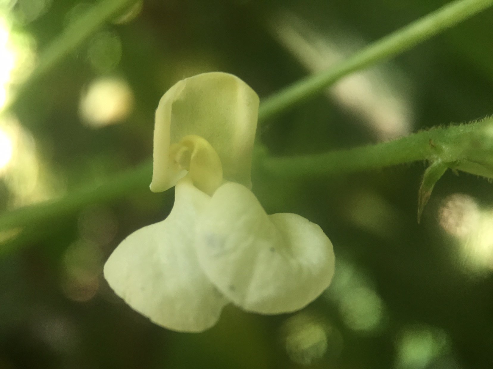 Phaseolus vulgaris L.