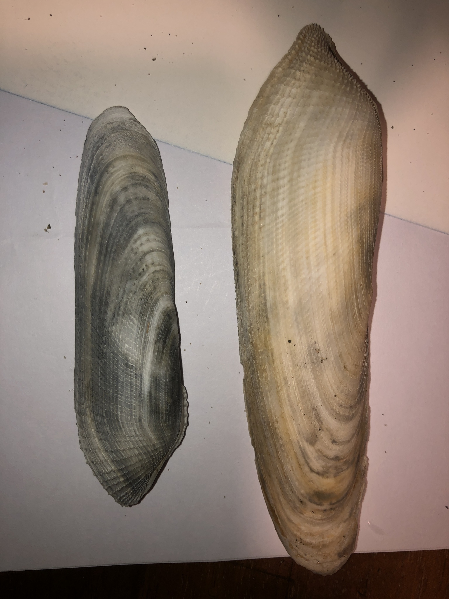 Pholas Linnaeus, 1758