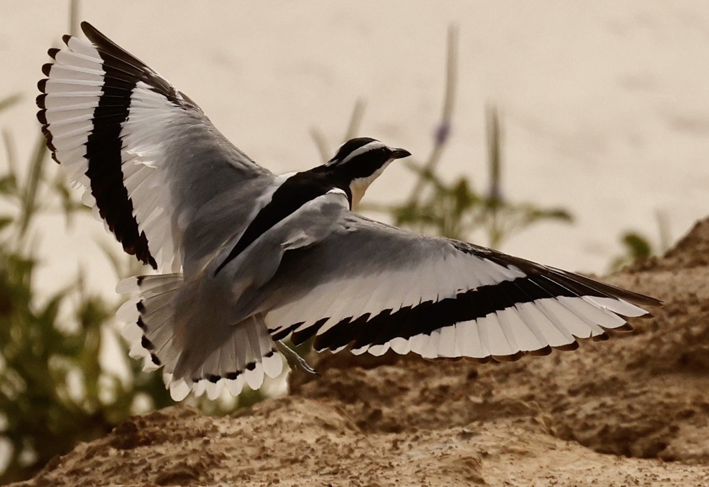Egyptian Plover (Pluvianus aegyptius) - Avian Discovery