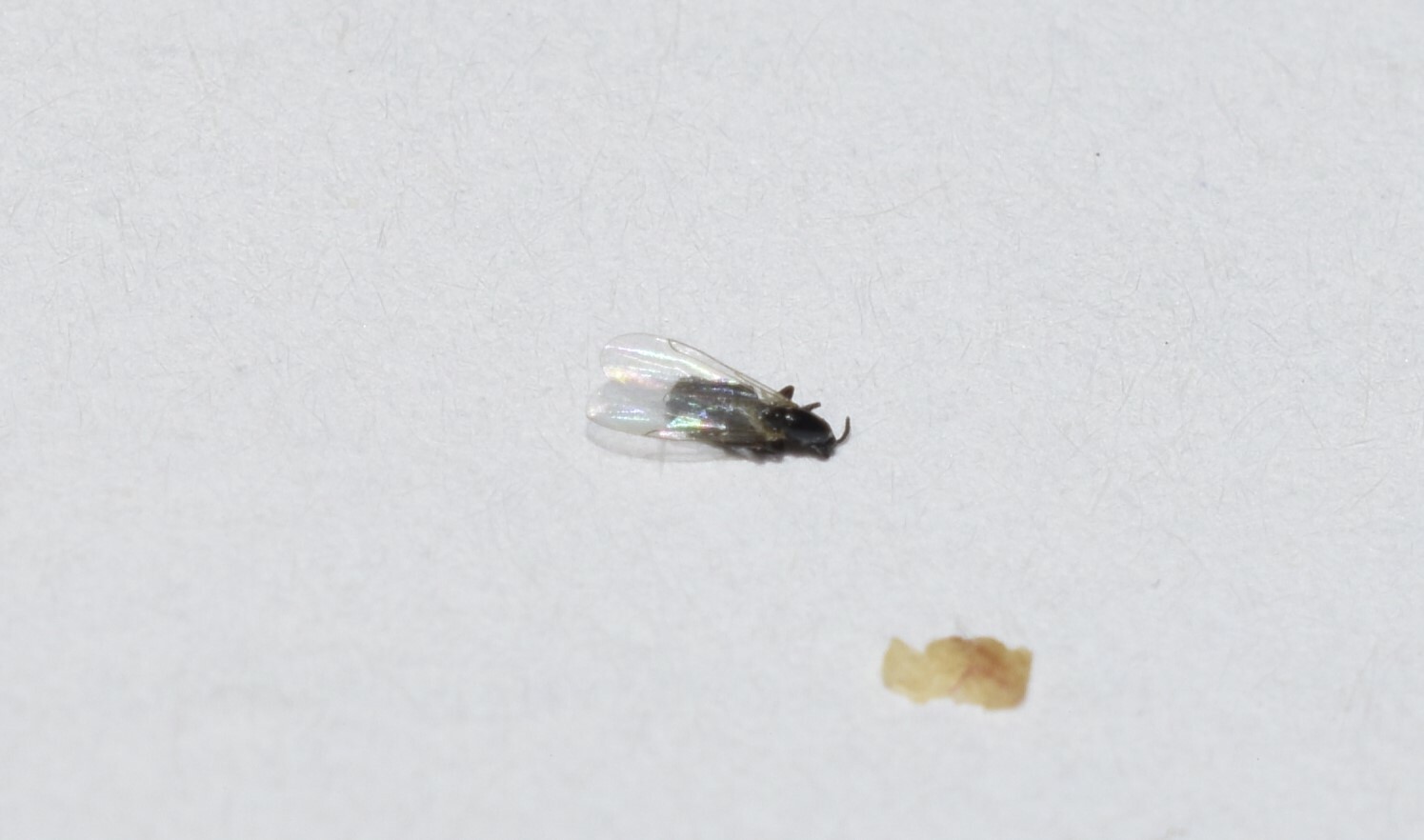 Scatopse notata (Linnaeus, 1758)