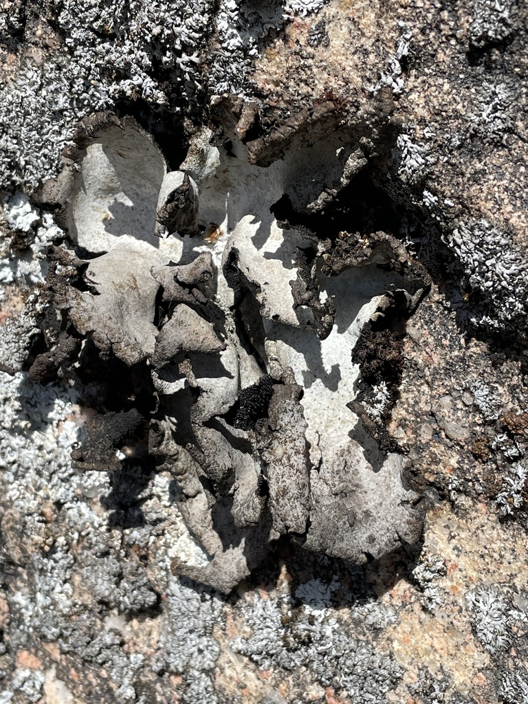 Frosted Rock Tripe in April 2023 by christian_nunes · iNaturalist