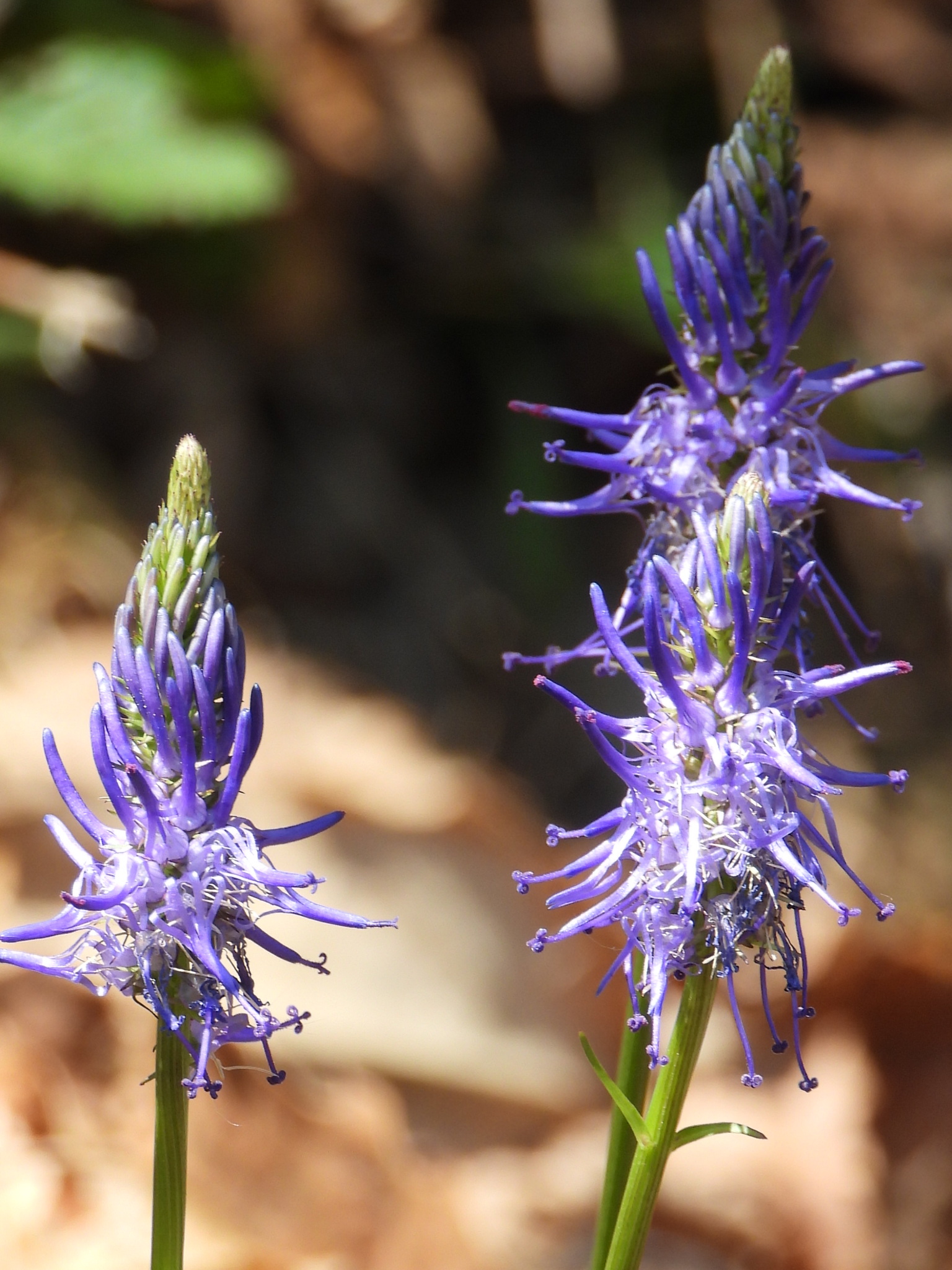 Phyteuma betonicifolium Vill.
