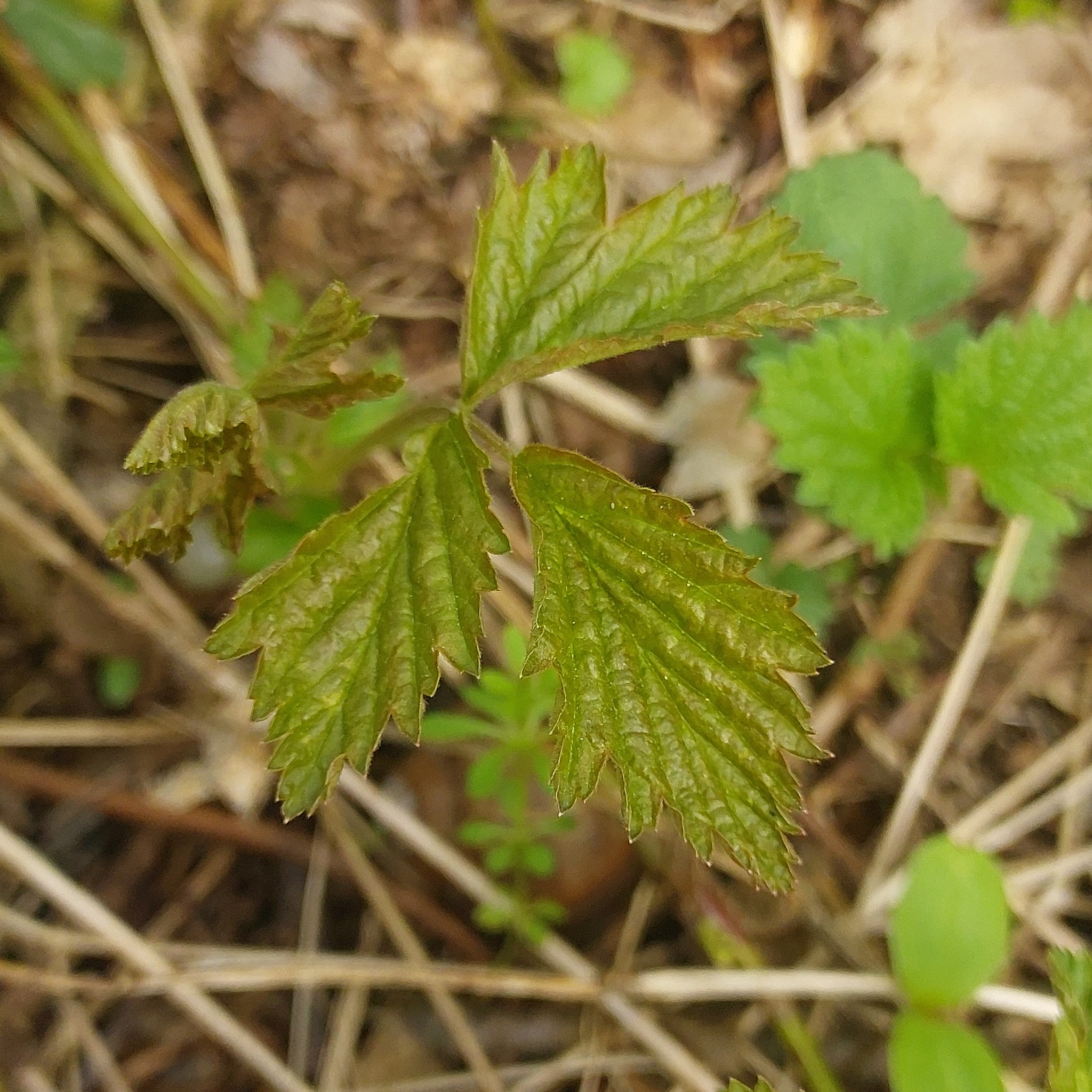Rubus caesius L.