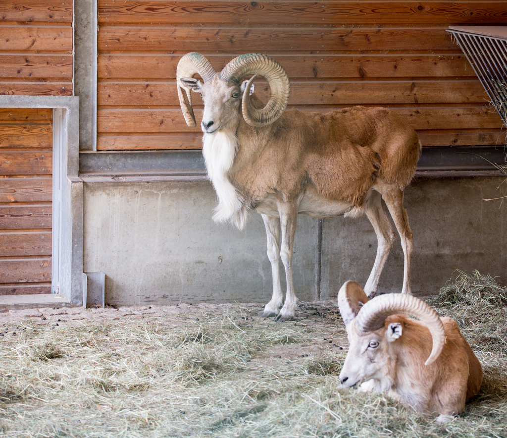Transcaspian Urial (Ovis vignei arkal) - Know Your Mammals
