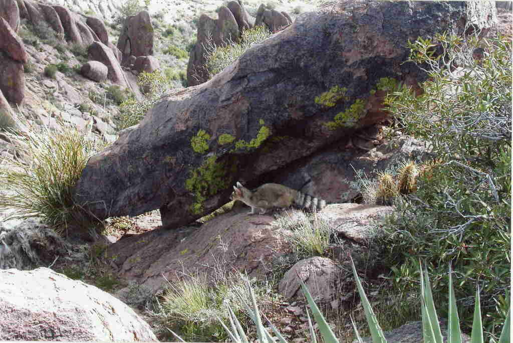 Ringtail from Pinal County, AZ, USA by Malcolm Squires. This beautiful ...