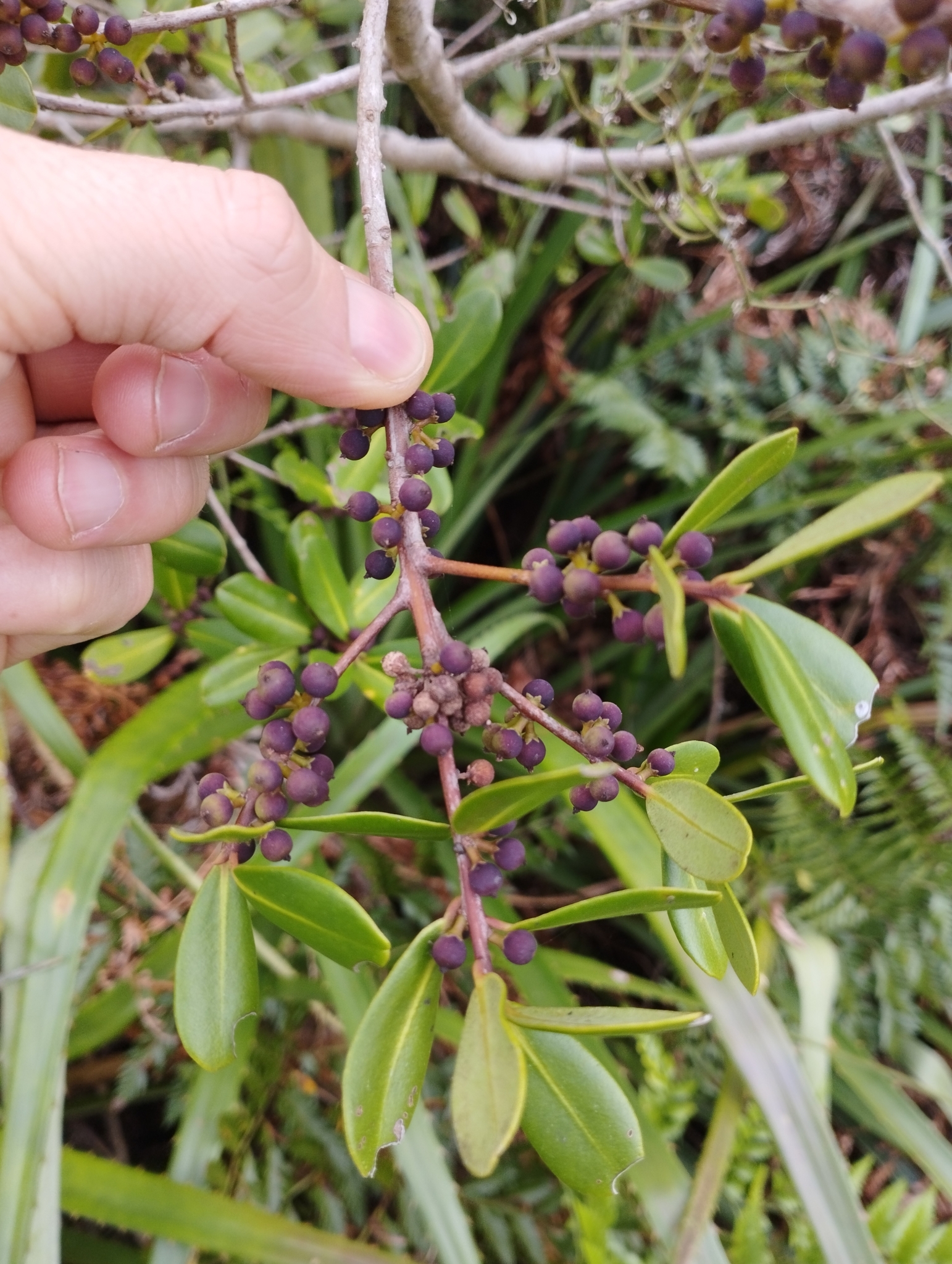 Myrsine parvifolia A.DC.