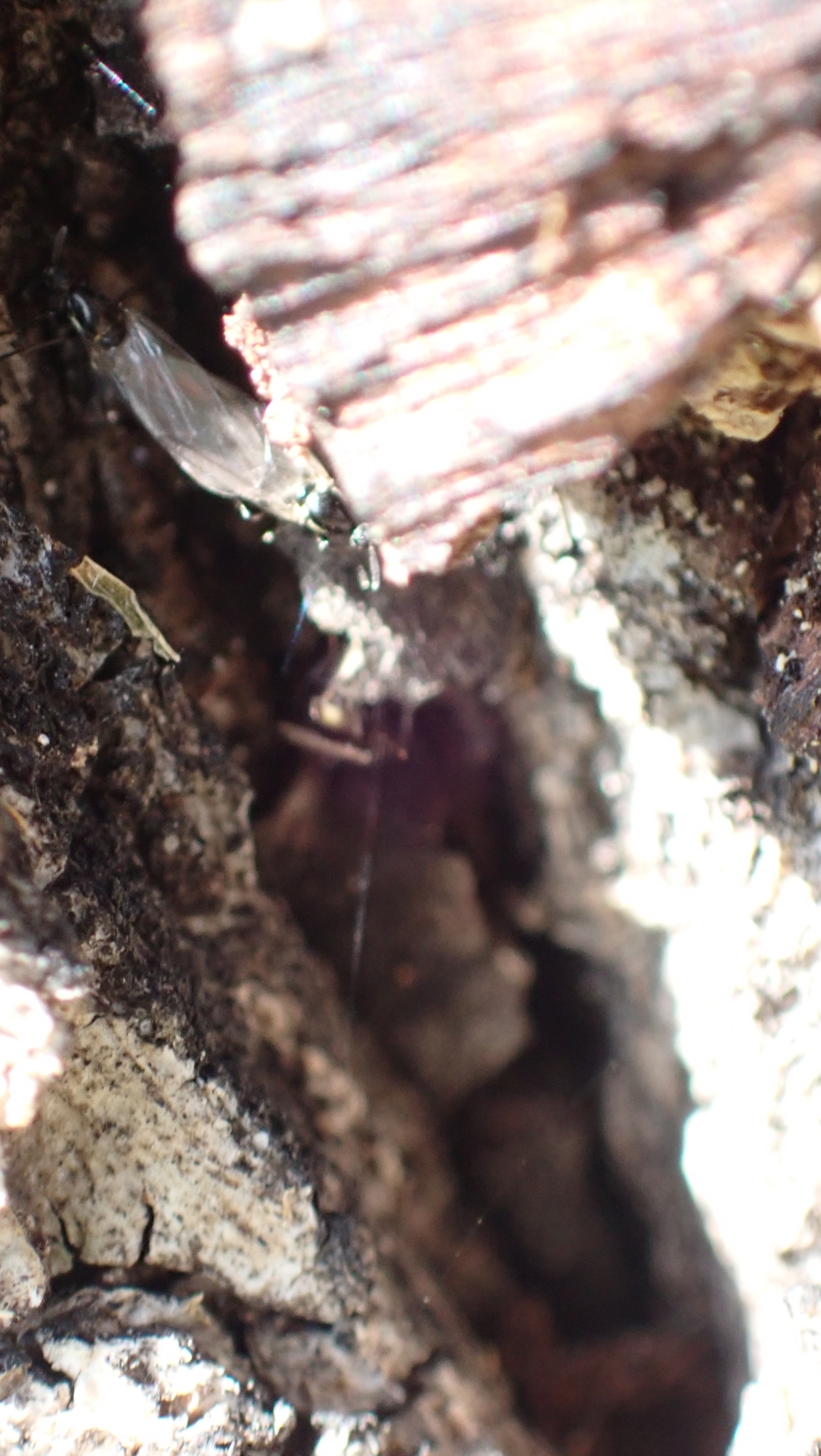 Scatopse notata (Linnaeus, 1758)