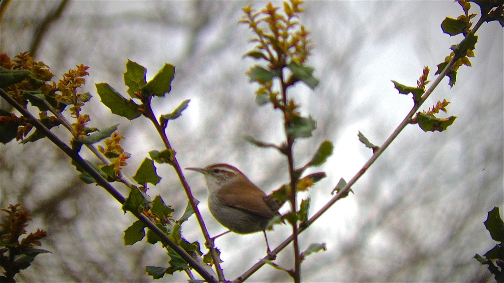 Bewick's Wren on March 7, 2013 by Ali Saidi · iNaturalist