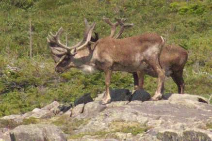 Caribou from Newfoundland and Labrador, Canada on August 10, 2017 at 10 ...