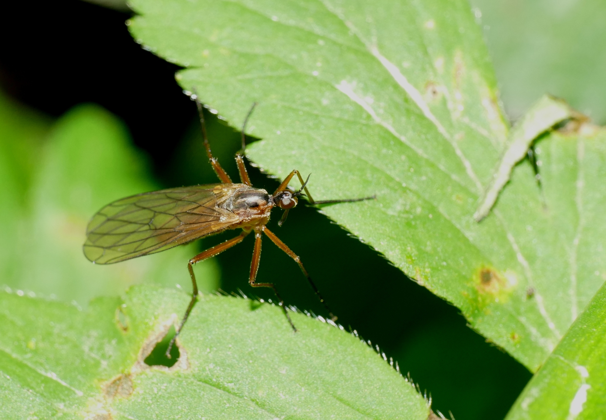Empididae