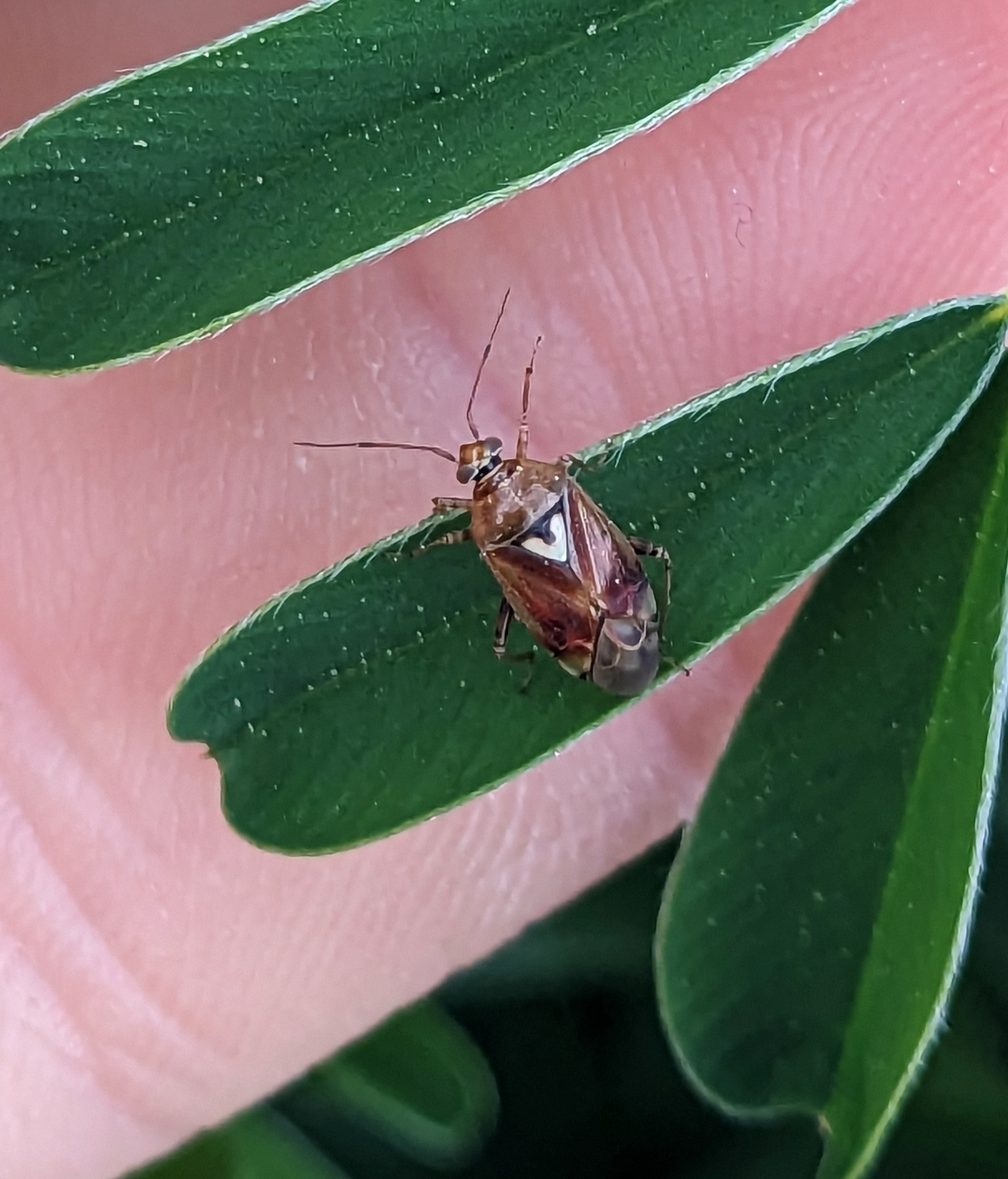 Lygus pratensis (Linnaeus, 1758)